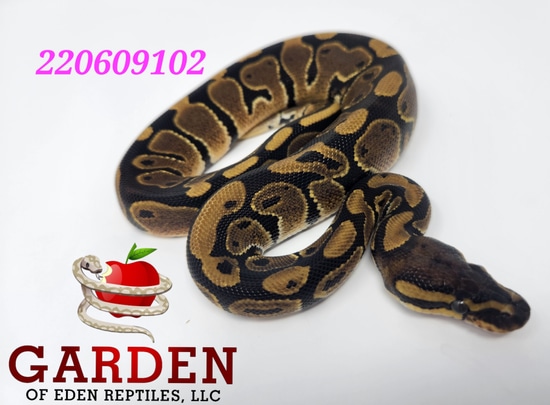 66% Het Pied Ball Python by Garden Of Eden Reptiles LLC