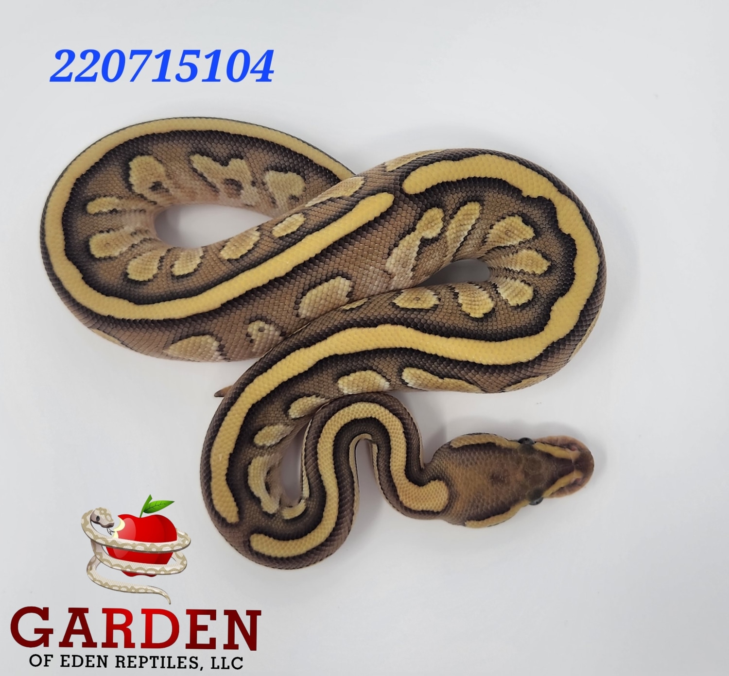 Butter Vanilla Het Clown Ball Python by Garden Of Eden Reptiles LLC ...