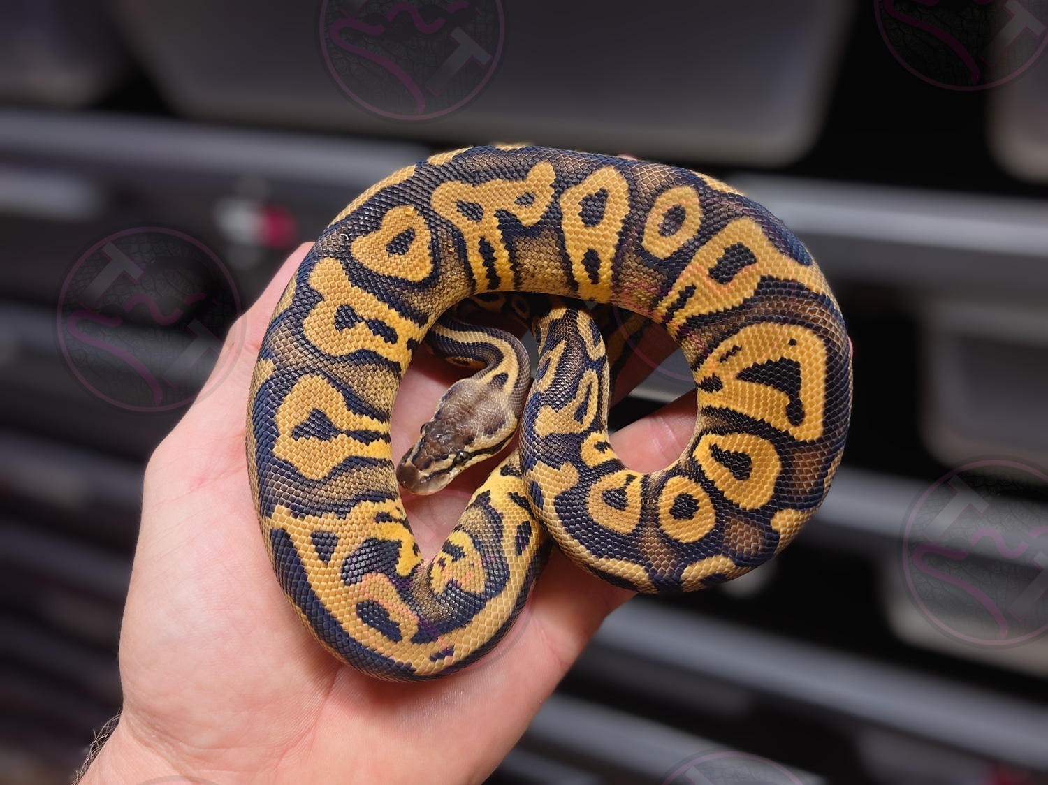 Pastel Leopard Het Clown Ball Python by From Tongues to Tails Genetics ...