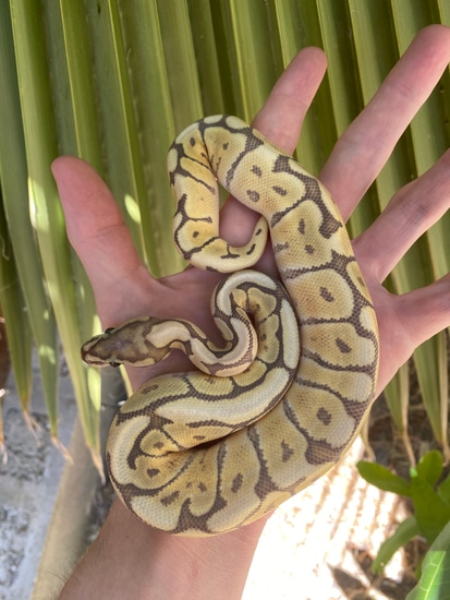 Mojave Spider Hypo Ball Python by Short balls