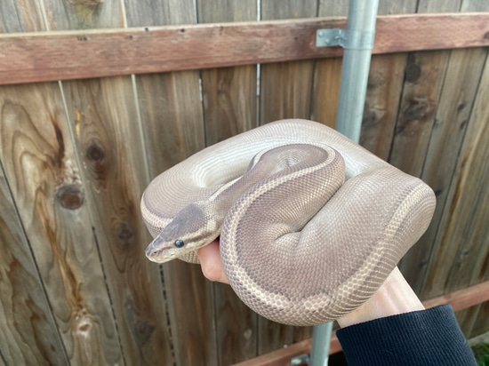 Sable Passion Pos Het Hypo Ball Python by Short balls