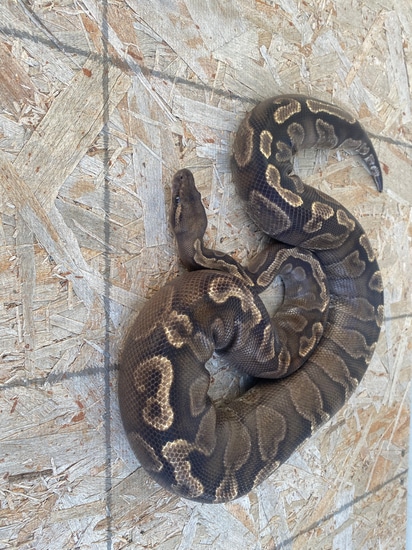Mahogany Ghi Ball Python by Short balls