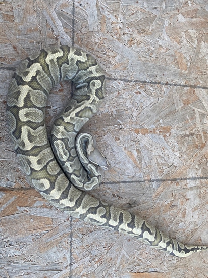 Ghi Vanilla Hypo Ball Python by Short balls