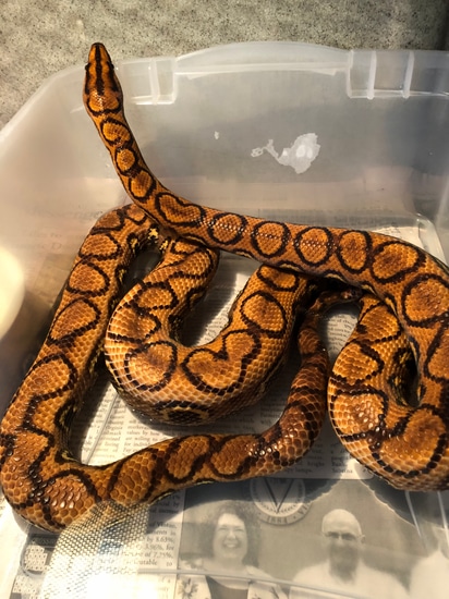 Brazilian Rainbow Brazilian Rainbow Boa by Dave Spence Reptile