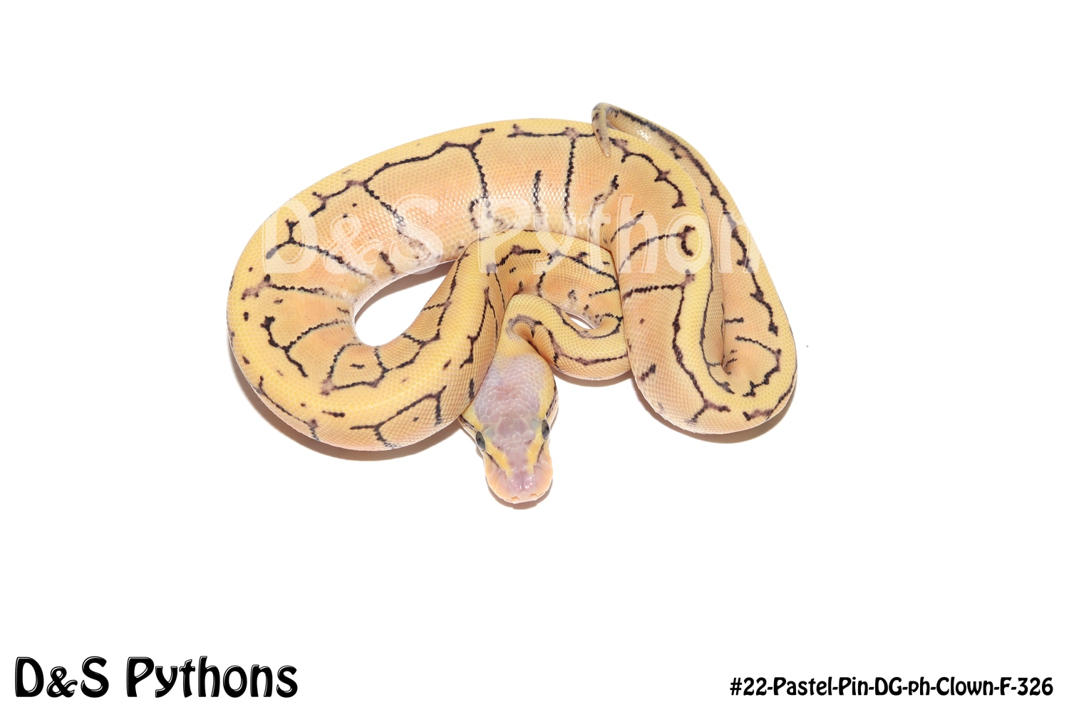 Pastel Pin DG 50% Het Clown Clown Ball Python by D & S Pythons ...