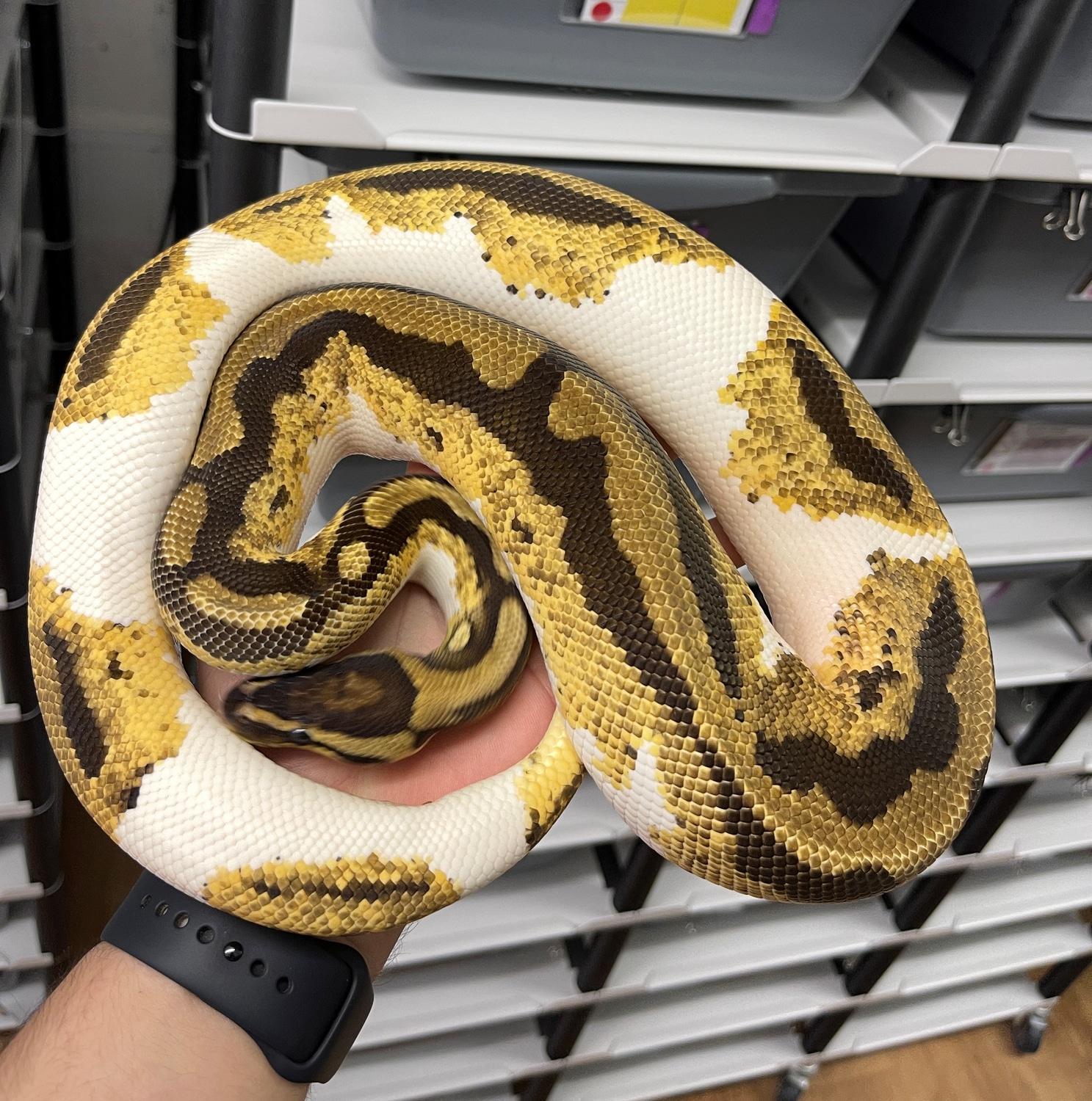 OD YB Pied Het Lavender Ball Python by D & S Pythons - MorphMarket