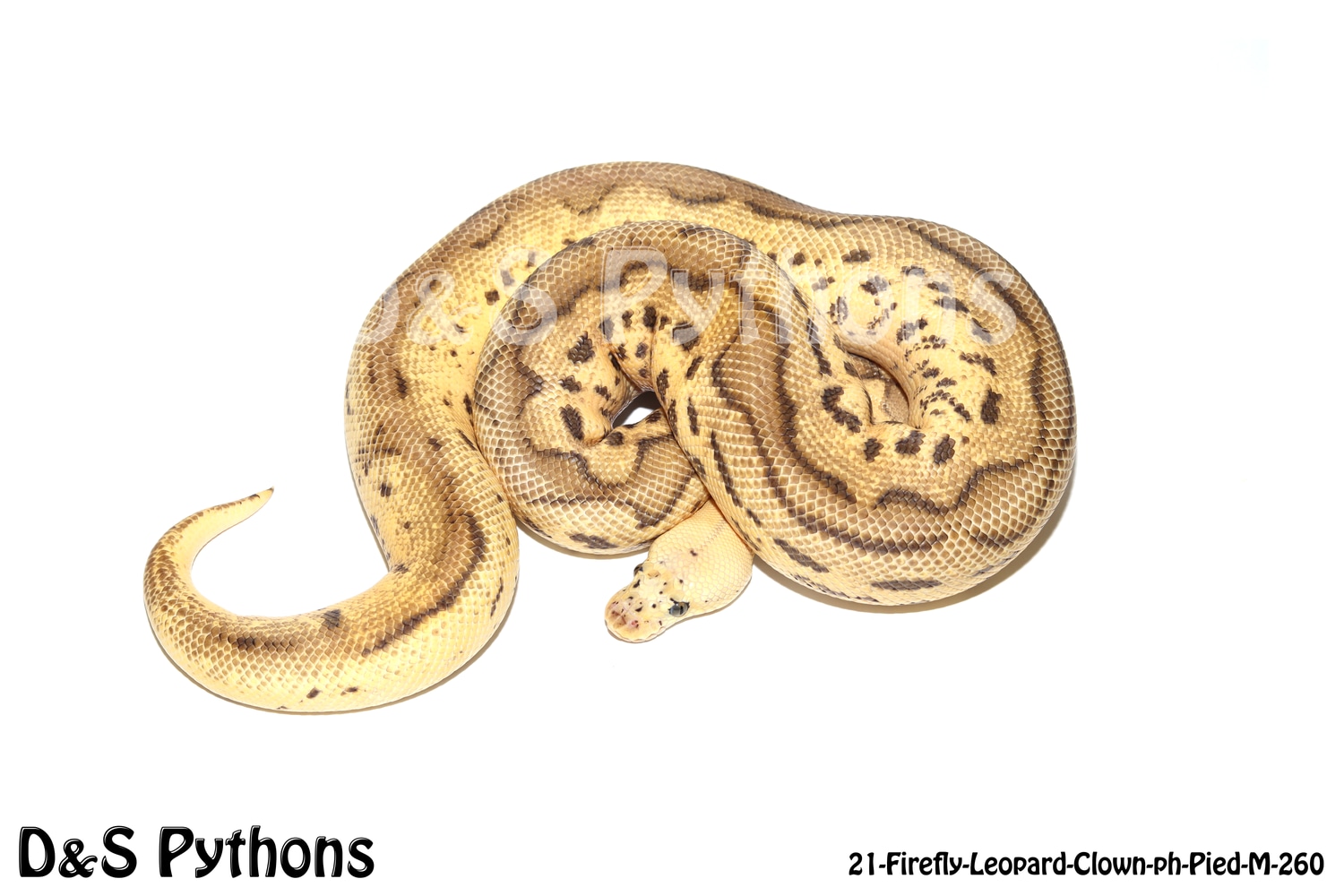 Firefly Leopard Clown Het Pied Ball Python by D & S Pythons - MorphMarket