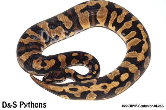 OD YB Confusion Ball Python by D & S Pythons