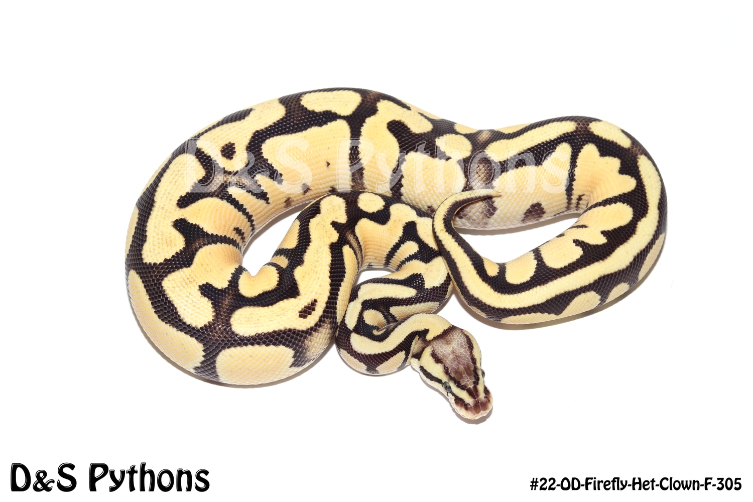 OD Firefly Het Clown Ball Python by D & S Pythons - MorphMarket