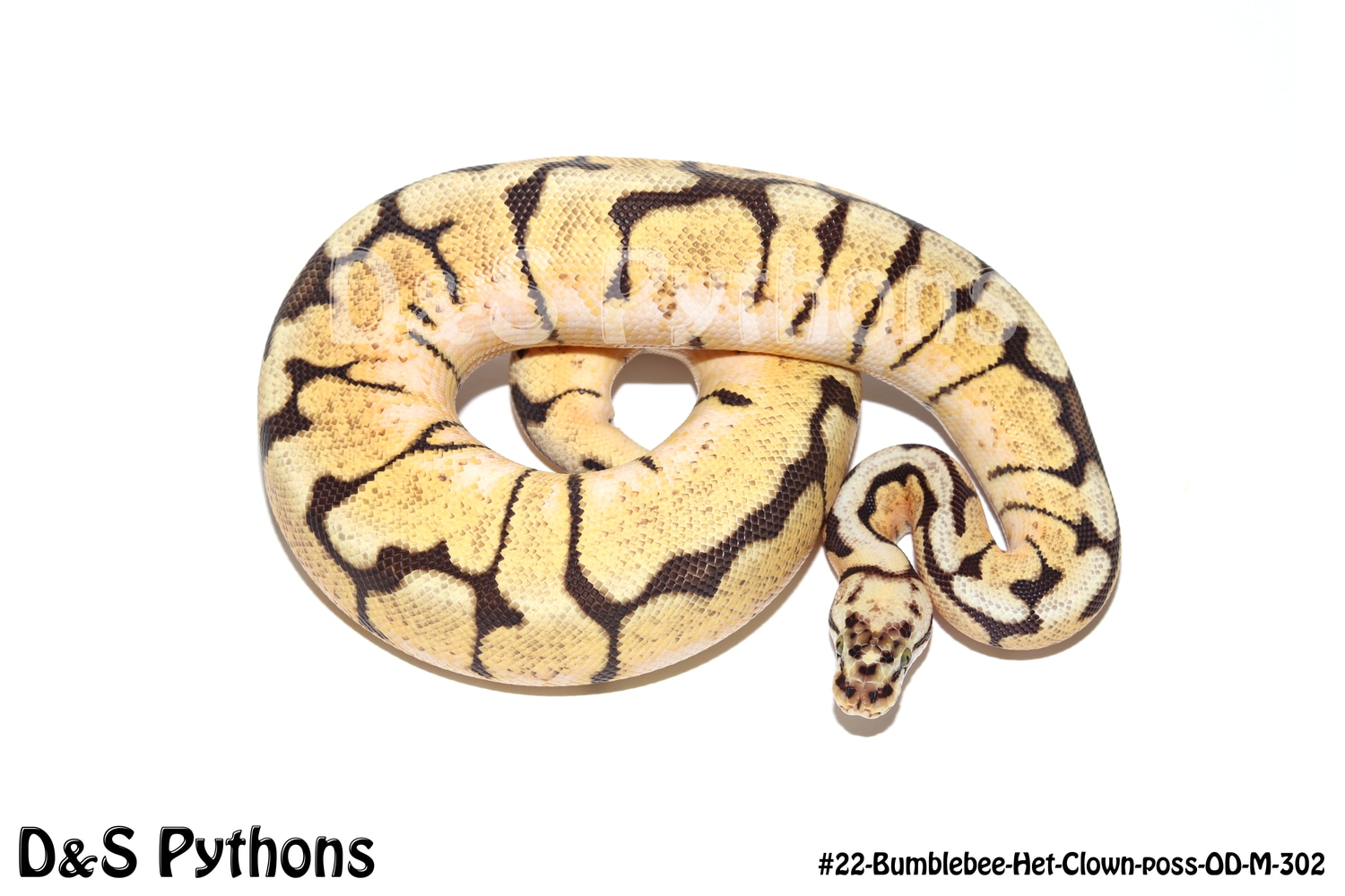 Bumblebee Het Clown Poss OD Ball Python by D & S Pythons - MorphMarket
