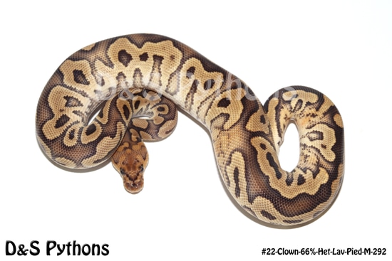 Clown Het Lavender Pied Ball Python by D & S Pythons