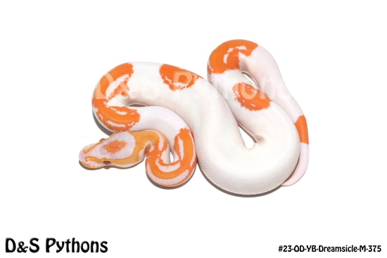 HIOD YB Dreamsicle Ball Python by D & S Pythons