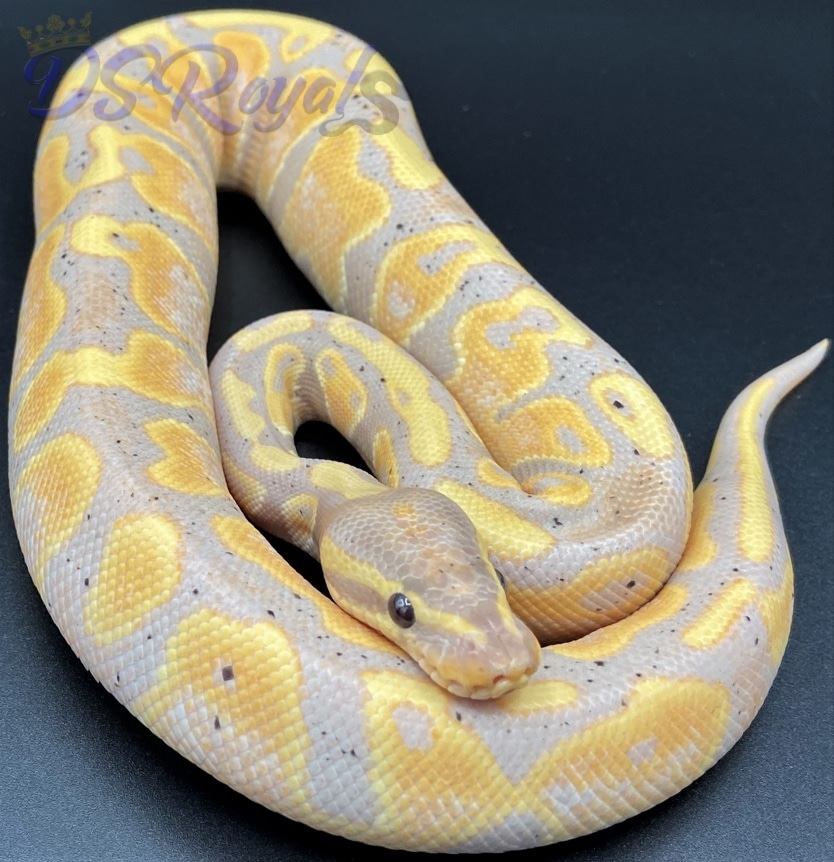 Banana 50% Het Piebald Ball Python by DSRoyals Ball Pythons, LLC ...