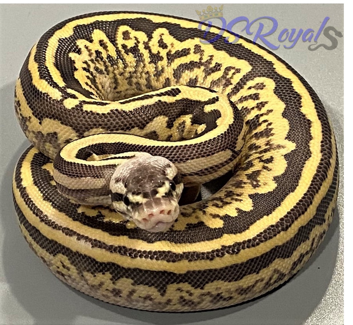 Superfly Leopard 100% Het Piebald 50% Het Clown Ball Python by DSRoyals ...