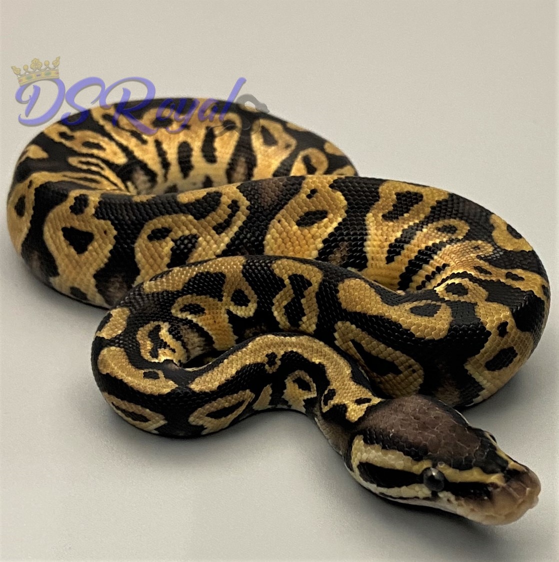 Pastel Het Piebald 50% Het Clown Ball Python by DSRoyals Ball Pythons ...