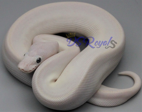 Lesser Mojave BEL Het Ghost Ball Python by DSRoyals