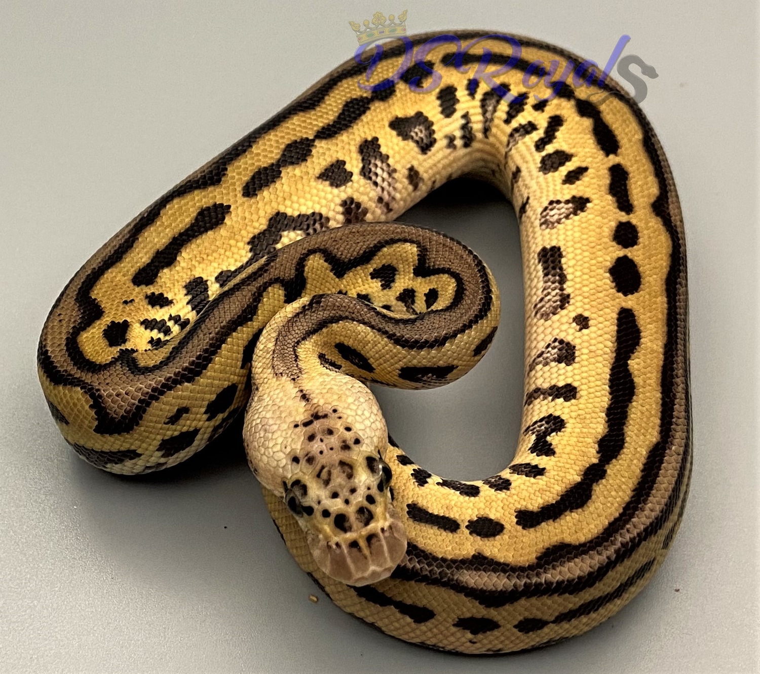 Leopard Pastel Clown 100% Het Piebald Ball Python by DSRoyals Ball ...