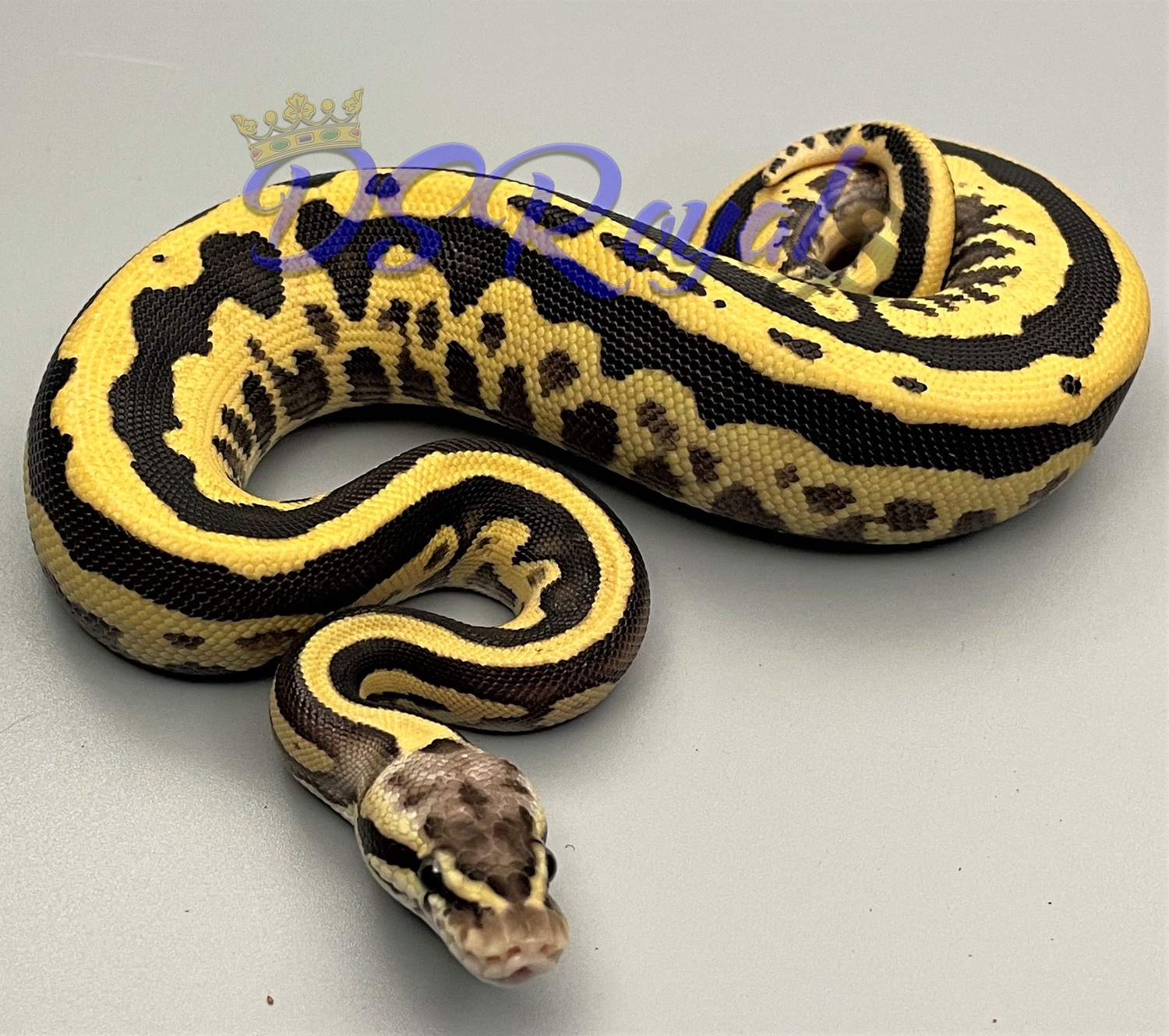Firefly Leopard Het Piebald 50% Het Clown Ball Python by DSRoyals Ball ...