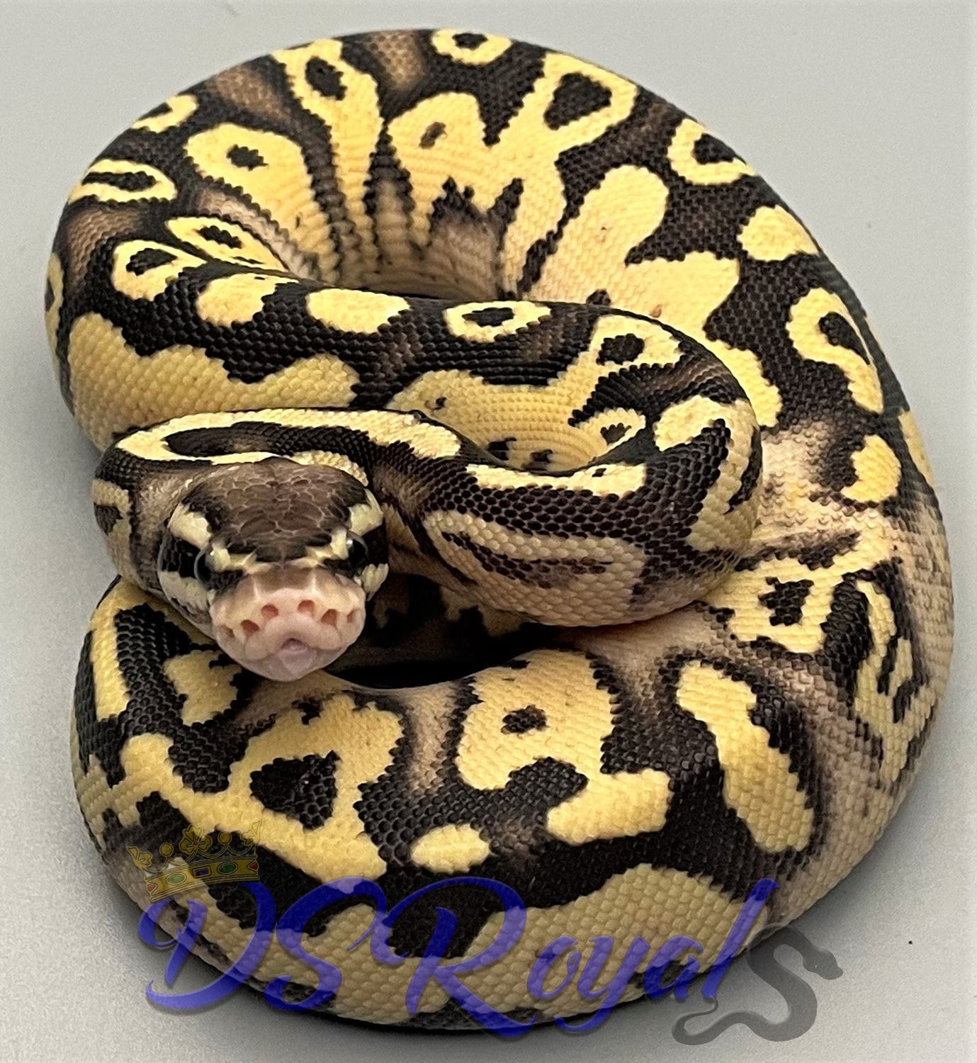 Superfly Het Piebald 50% Het Clown Ball Python by DSRoyals Ball Pythons ...
