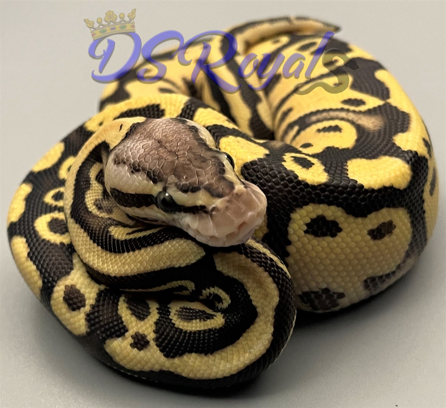 Firefly Het Piebald 50% Het Clown Ball Python by DSRoyals Ball Pythons ...