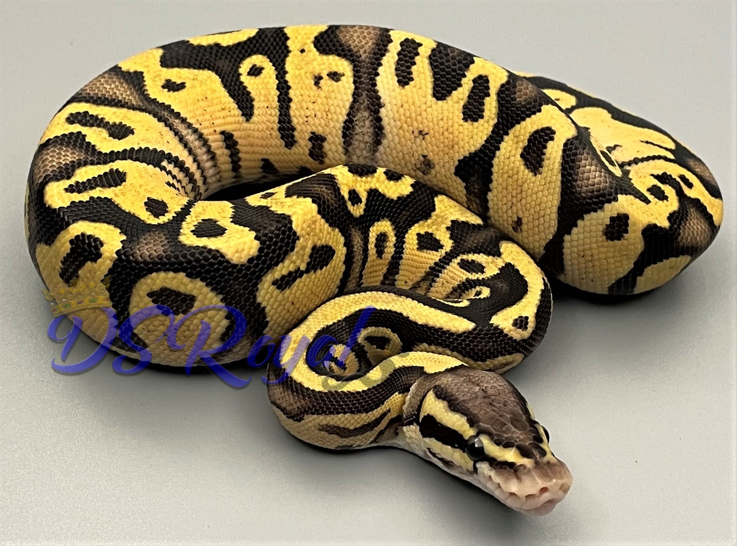 Firefly Het Piebald 50% Het Clown Ball Python by DSRoyals Ball Pythons ...