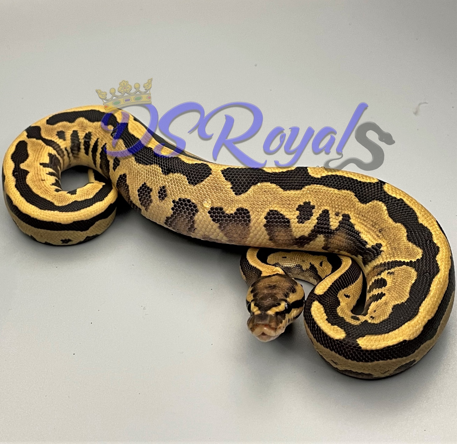 Fire Leopard Het Piebald 50% Het Clown Ball Python by DSRoyals Ball ...