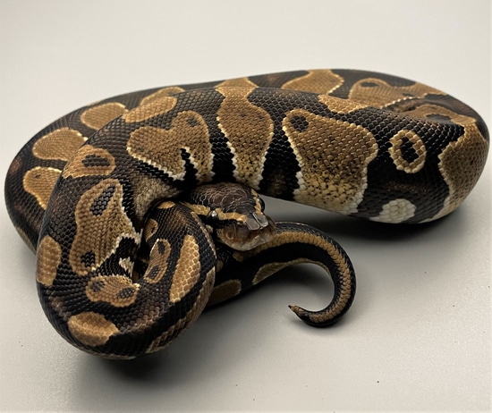Double Het Piebald Tri-Stripe Ball Python by DSRoyals