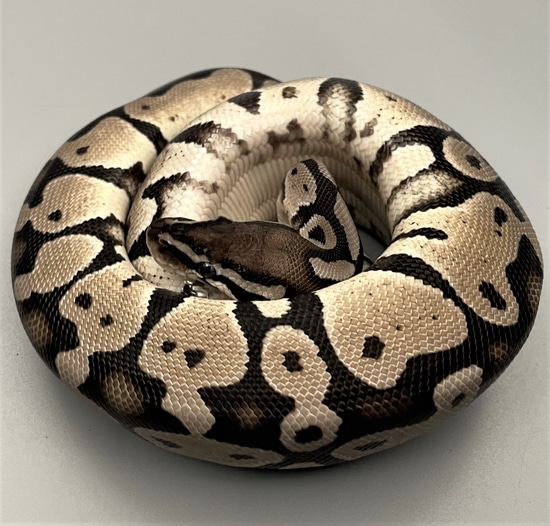 Pastel VPI Axanthic 66% Het Piebald Ball Python by DSRoyals Ball ...