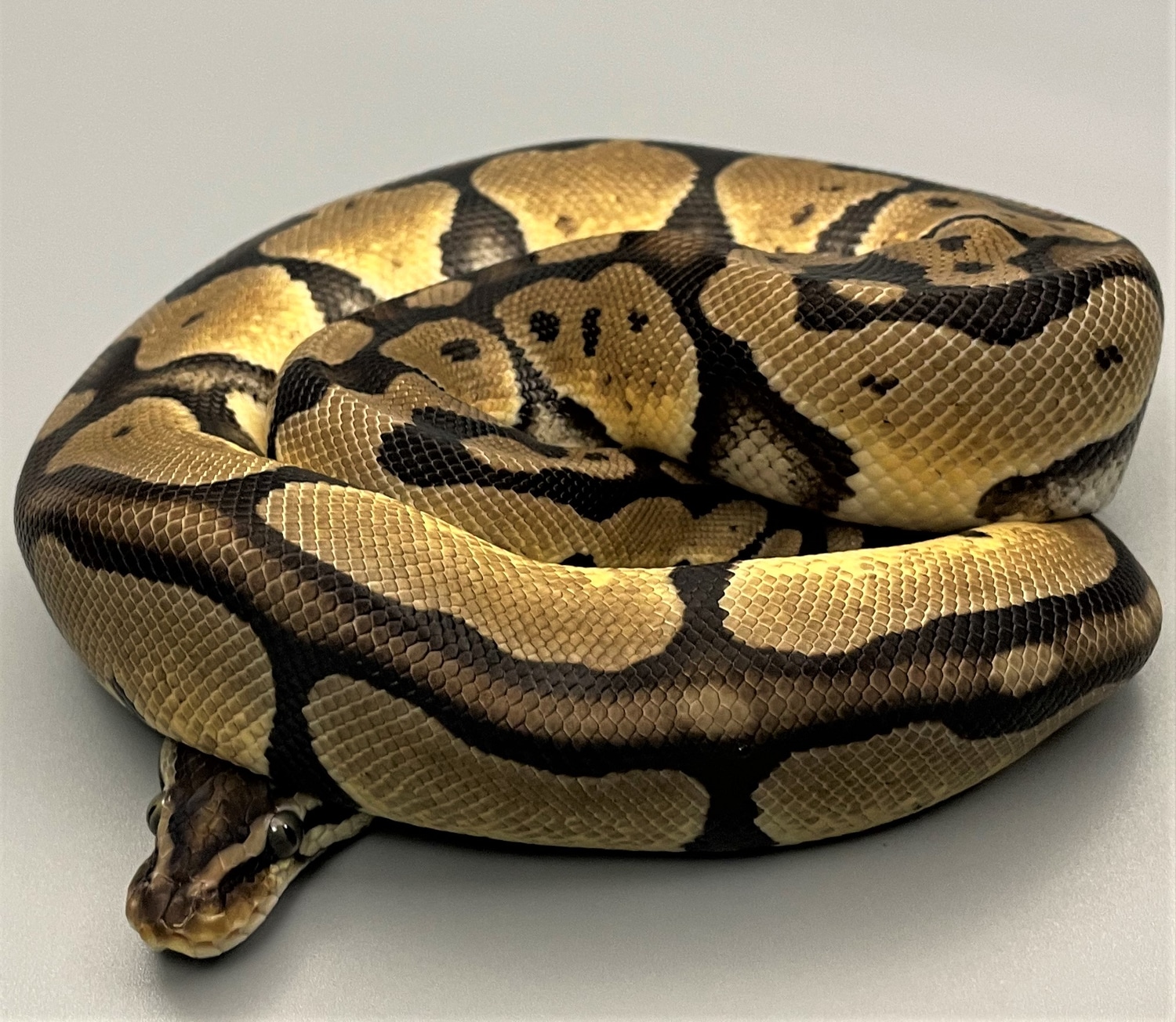 Pastel Het VPI Axanthic 50% Het Piebald Ball Python by DSRoyals Ball ...
