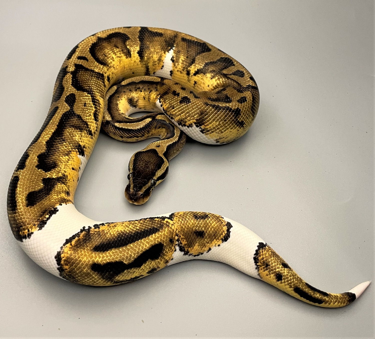 Piebald Ball Python by DSRoyals Ball Pythons, LLC - MorphMarket