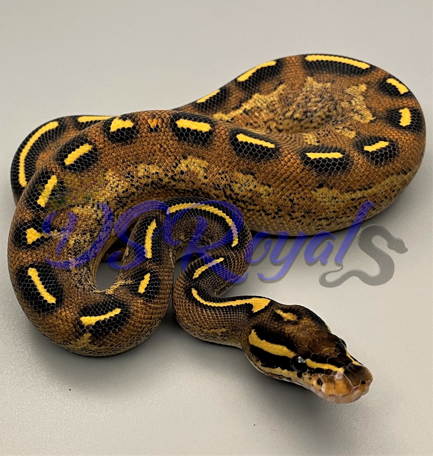 Freeway 50% Het Orange Ghost Ball Python by DSRoyals Ball Pythons, LLC ...