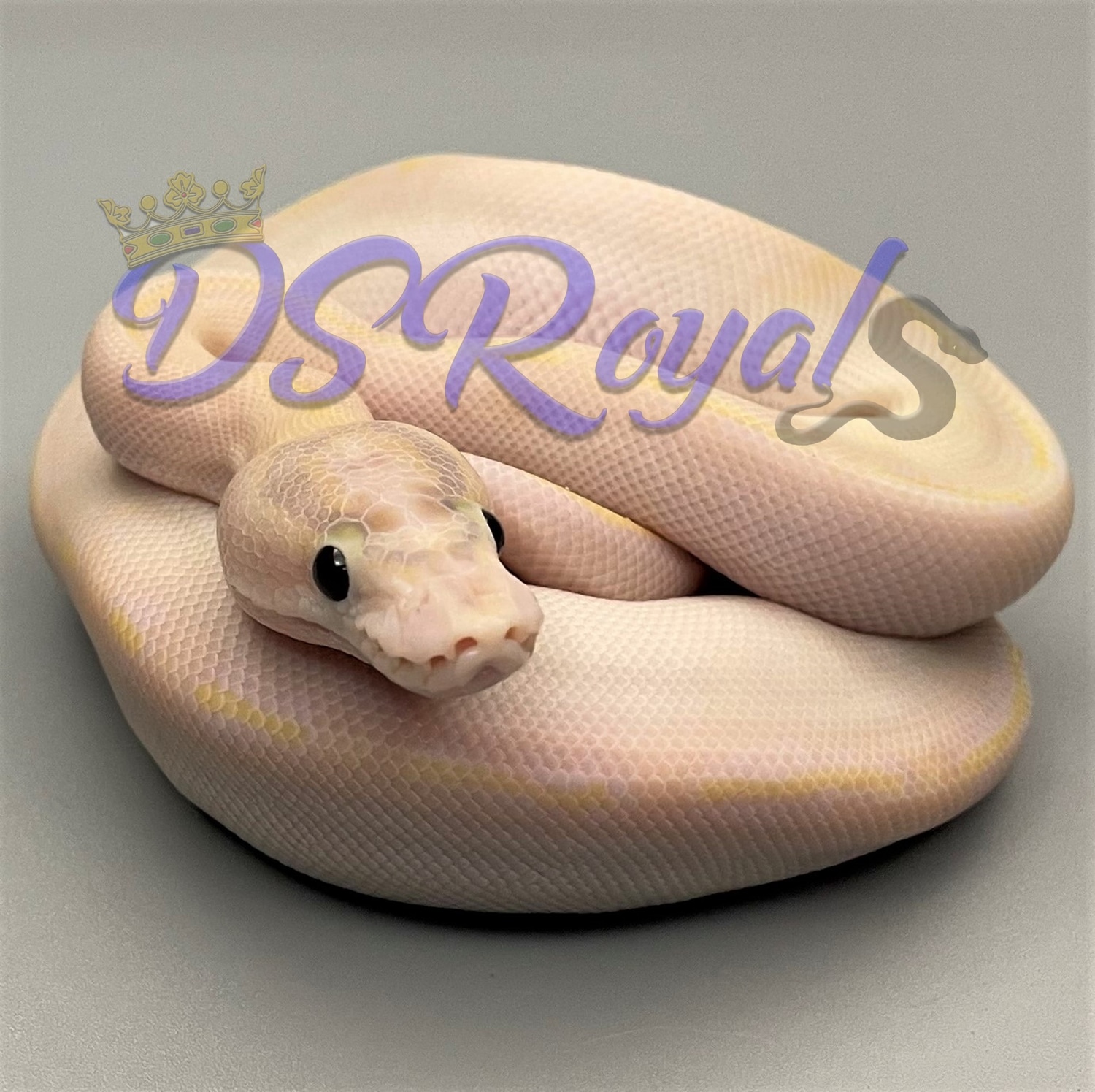2022 Male Pastel Ivory 50% Het Orange Ghost Ball Python by DSRoyals ...
