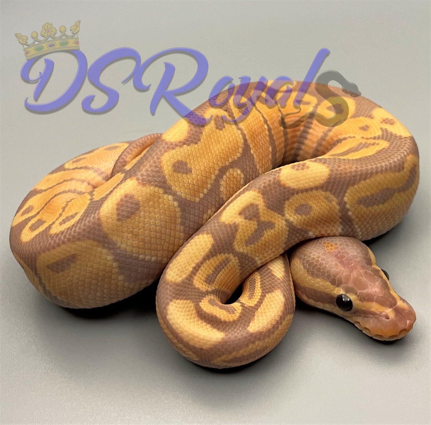 Banana 50% Het Piebald Ball Python by DSRoyals Ball Pythons, LLC ...