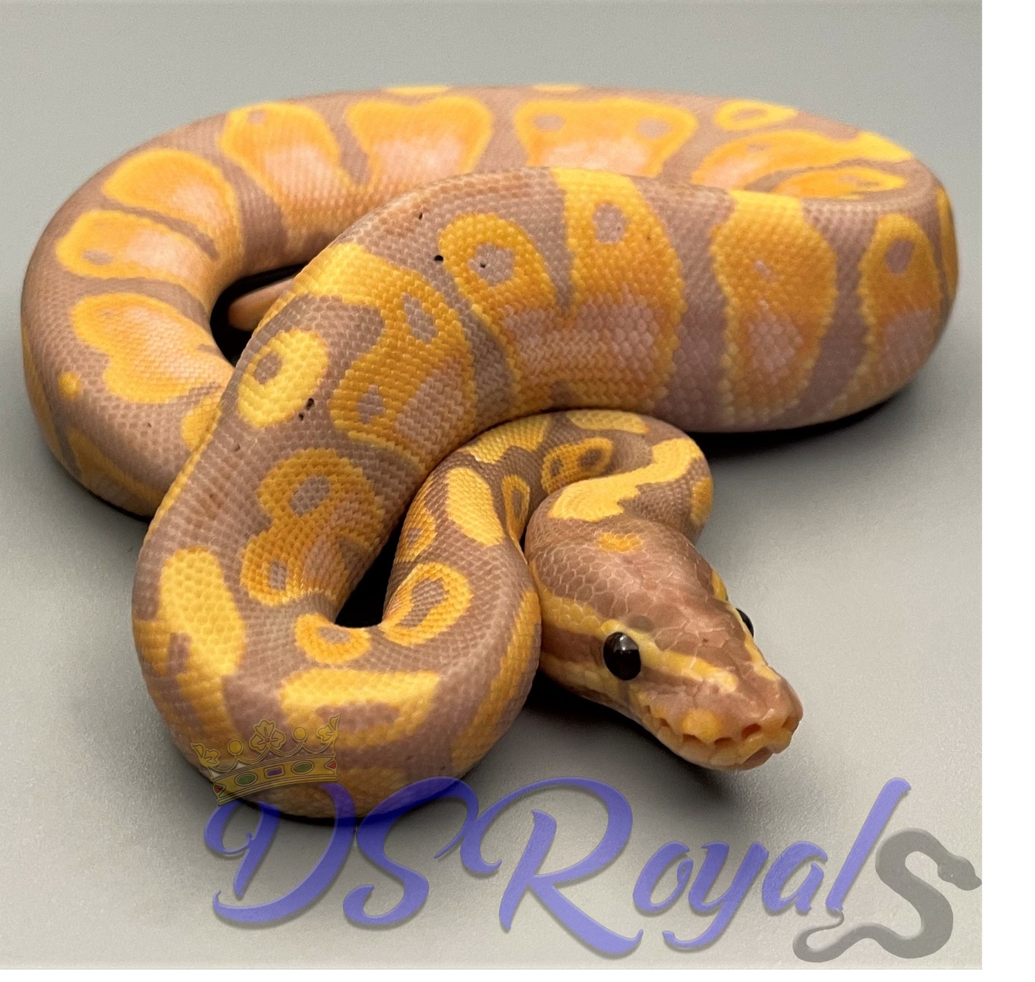 Banana 50% Het Piebald Ball Python by DSRoyals Ball Pythons, LLC ...