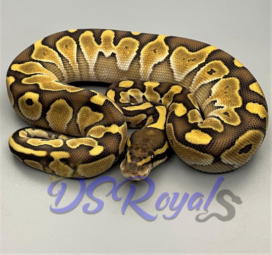 Lesser 100% Het Ghost Ball Python by DSRoyals