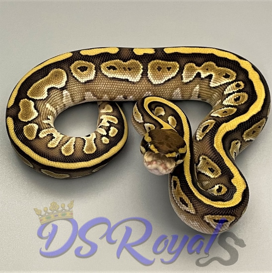 Lesser 100% Het Ghost Ball Python by DSRoyals