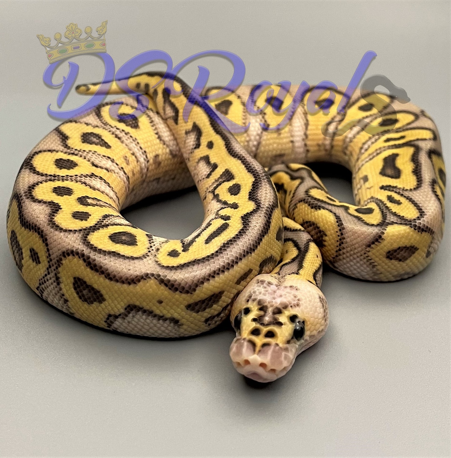Killer Clown 100% Het Piebald Ball Python by DSRoyals Ball Pythons, LLC ...