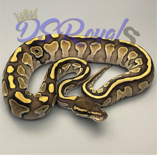 Lesser 100% Het Ghost Ball Python by DSRoyals