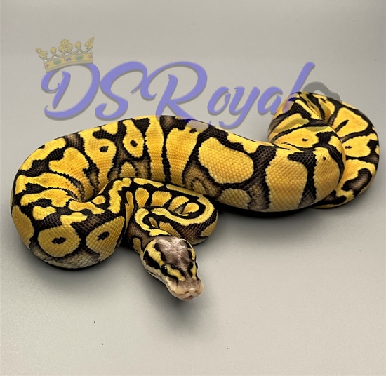 Super Pastel 100% Het Clown Ball Python by DSRoyals