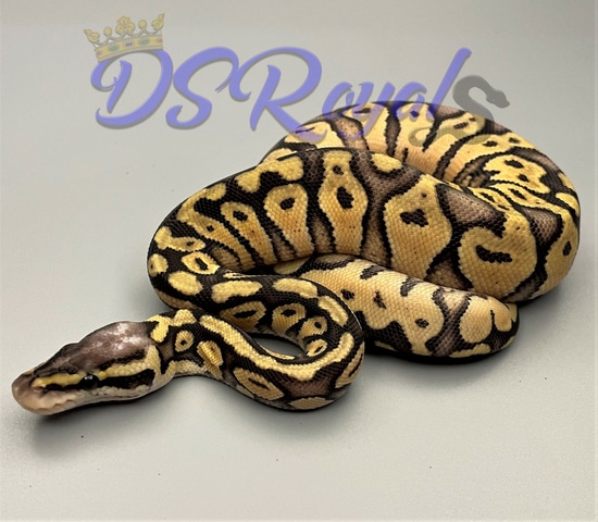Super Pastel 100% Het Clown Ball Python by DSRoyals