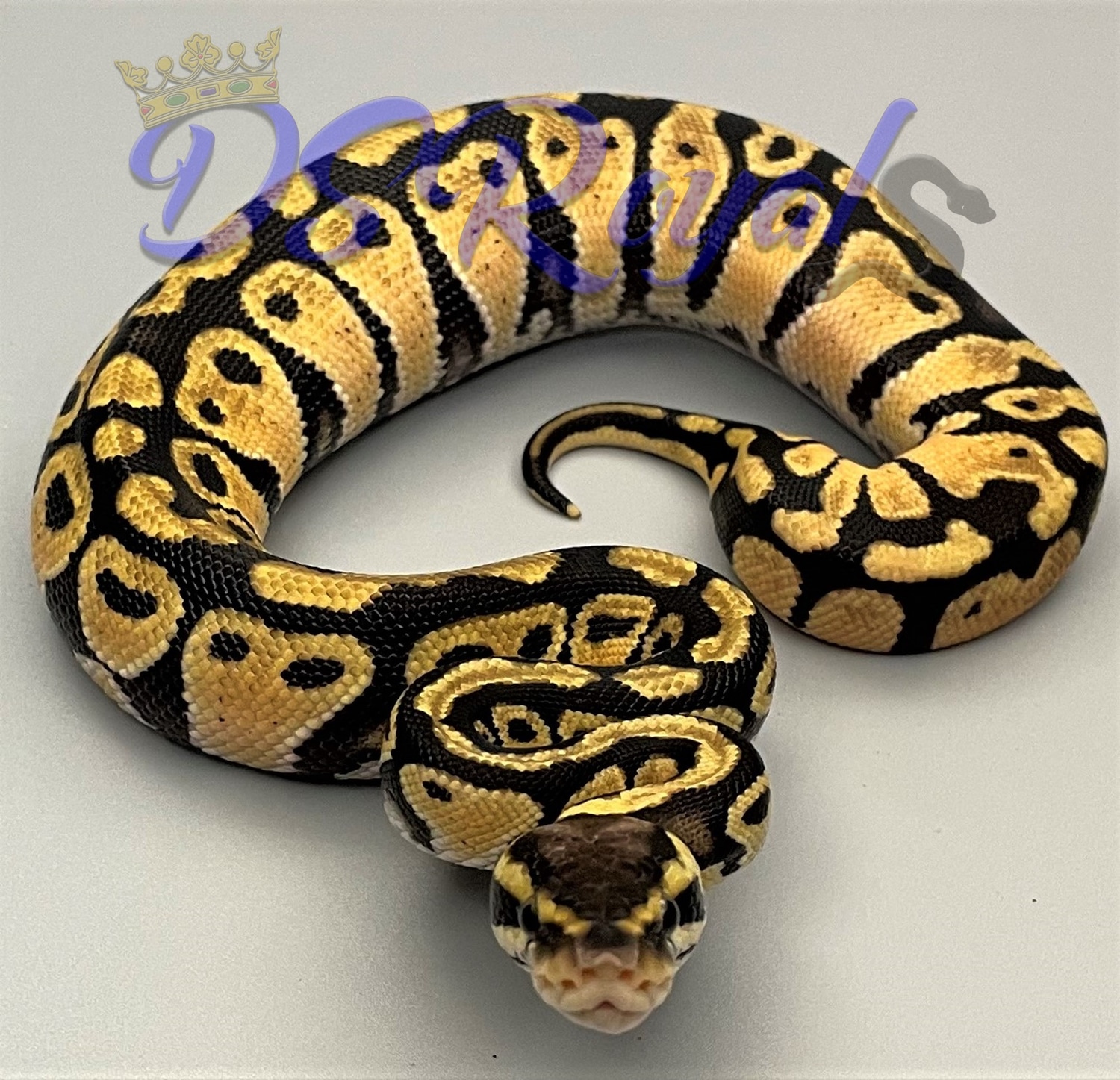 Pastel 100% Het Clown Ball Python by DSRoyals Ball Pythons, LLC ...