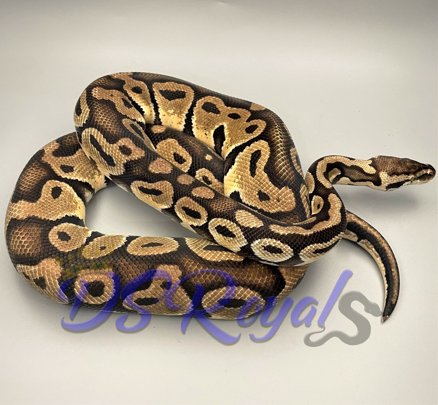 Proven Pastel Het Clown Ball Python by DSRoyals Ball Pythons, LLC ...