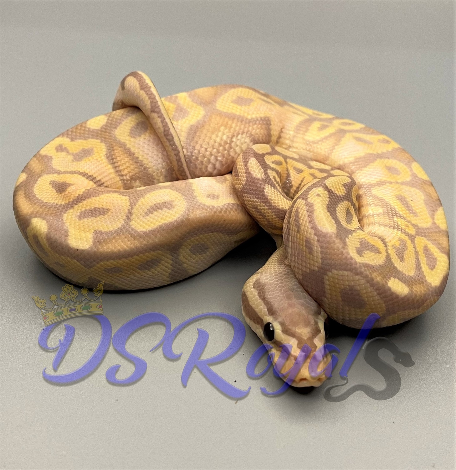 Banana FireFly 50% Het Piebald Ball Python by DSRoyals Ball Pythons ...