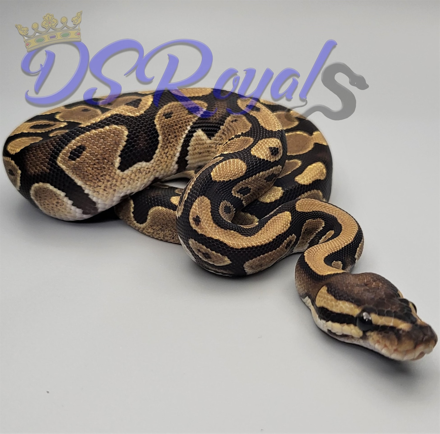 Red Stripe Het Piebald 66% Het Clown Ball Python by DSRoyals Ball ...