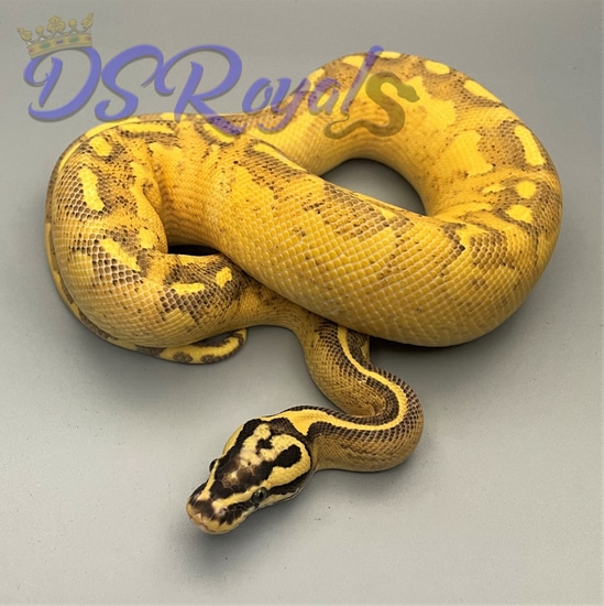 Pastel Mardi Gras Poss Het Hypo Ball Python by DSRoyals