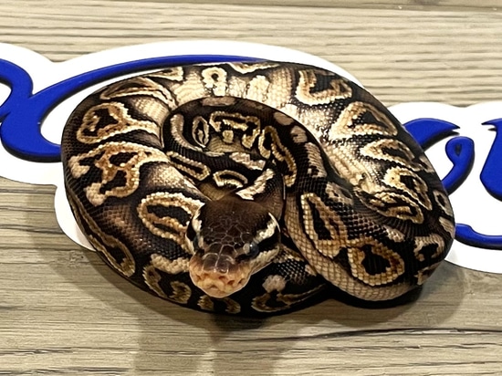 Black Pewter 50% Het Piebald Ball Python by DSRoyals