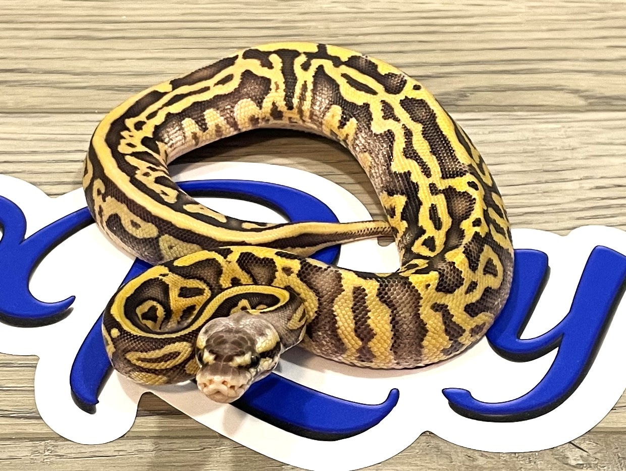 Super Pastel Leopard 100% Het Piebald 66% Het Clown Ball Python by DSRoyals Ball Pythons, LLC ...