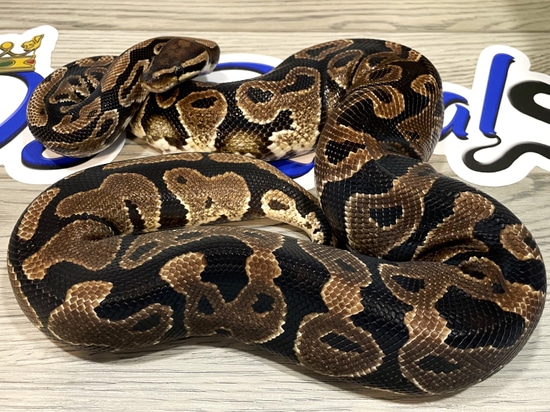 Asphalt Ball Python by DSRoyals