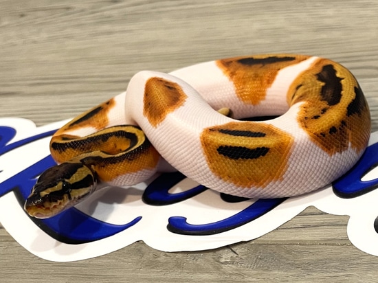 Orange Dream Piebald 100% Het Lavender Albino Ball Python by DSRoyals