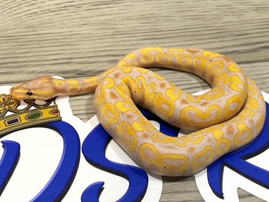 Asphalt Banana 50% Het Piebald Ball Python by DSRoyals